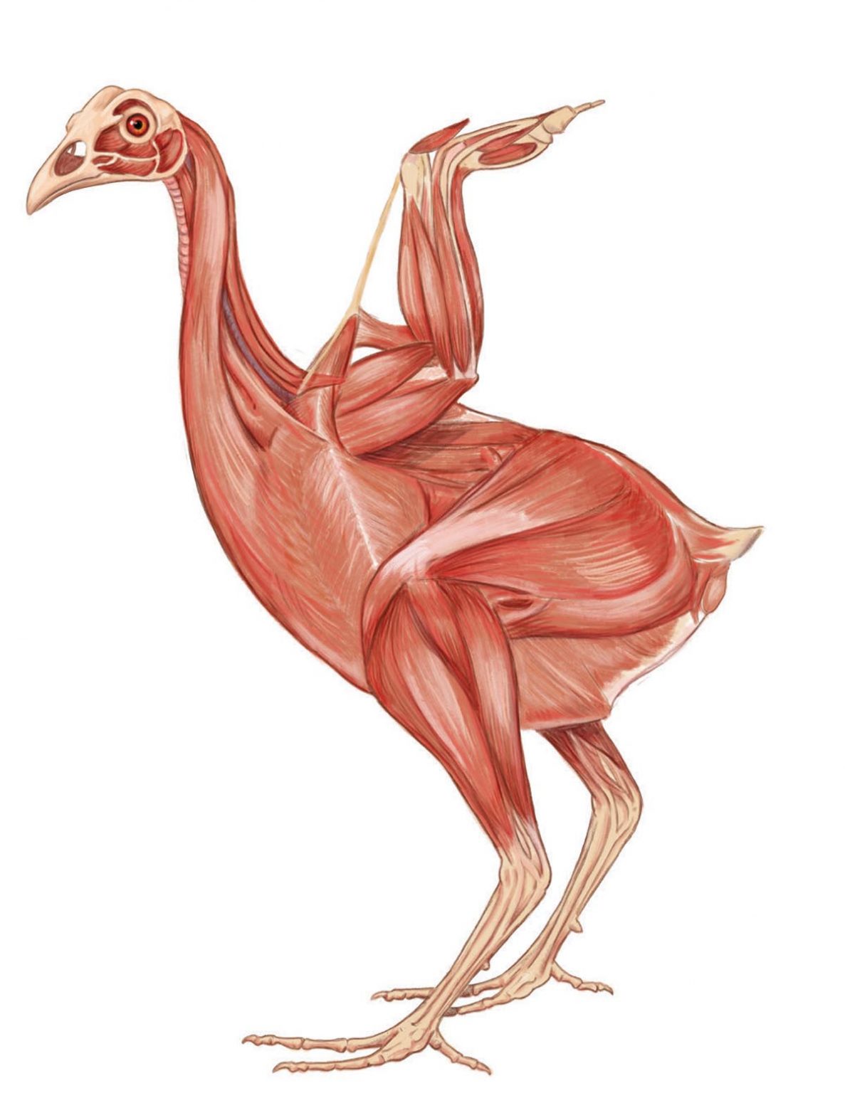 Part Five: The Muscular System - Backyard Poultry